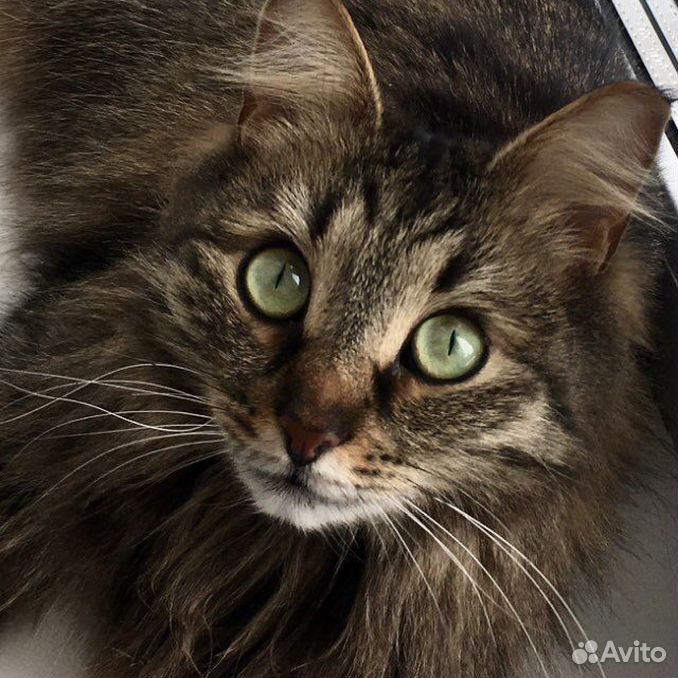 Шикарная кошка ищет домик