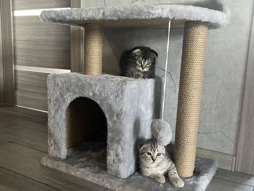 Продам котят