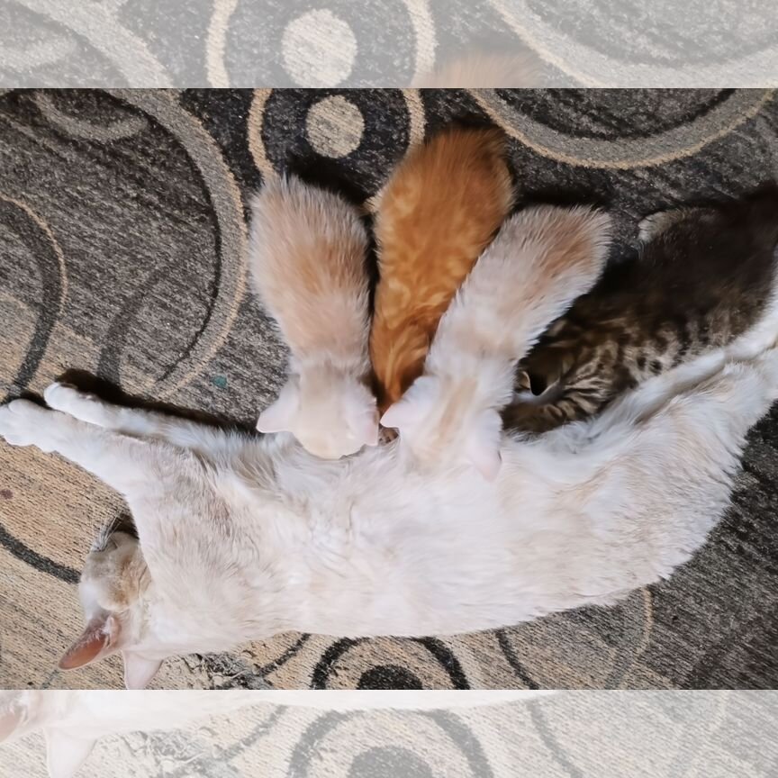 Курильский бобтейл короткошёрстный котёнок