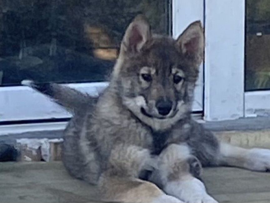 Западно сибирская лайка