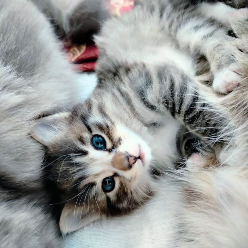 Отдам бесплатно в добрые руки котика