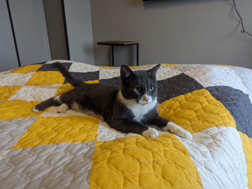 Котик в добрые руки