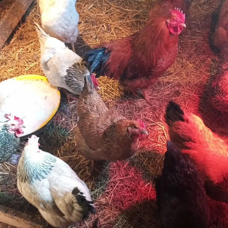 Куры несушки продам