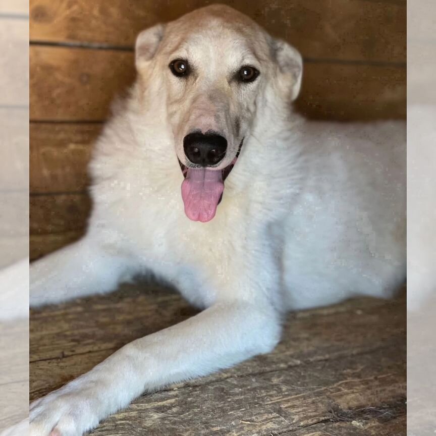 Взрослый пёс в добрые руки