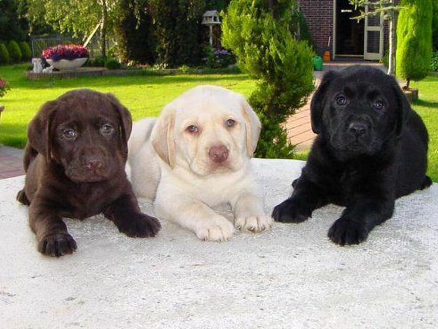 Подарю щенят лабрадоров