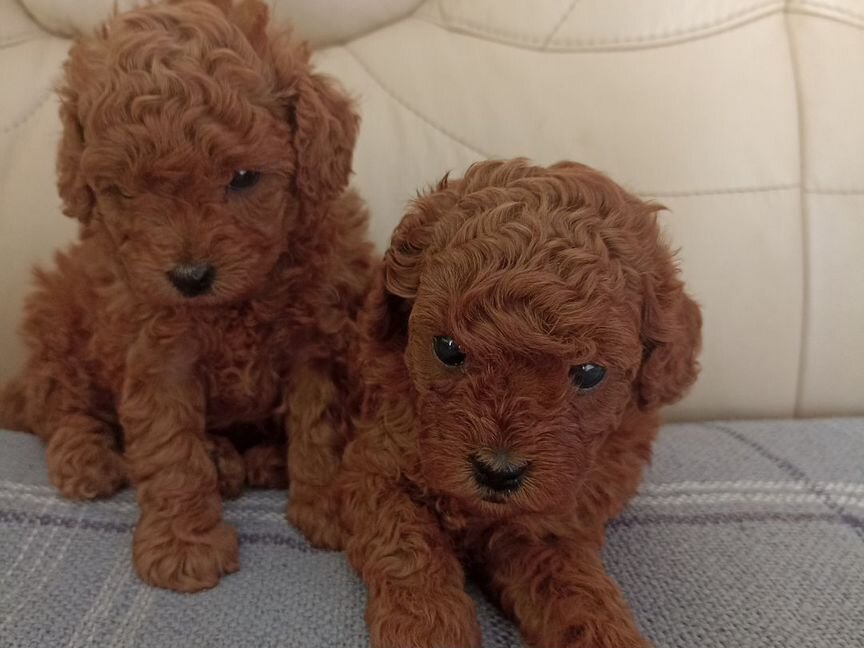 Той-пудель девочка