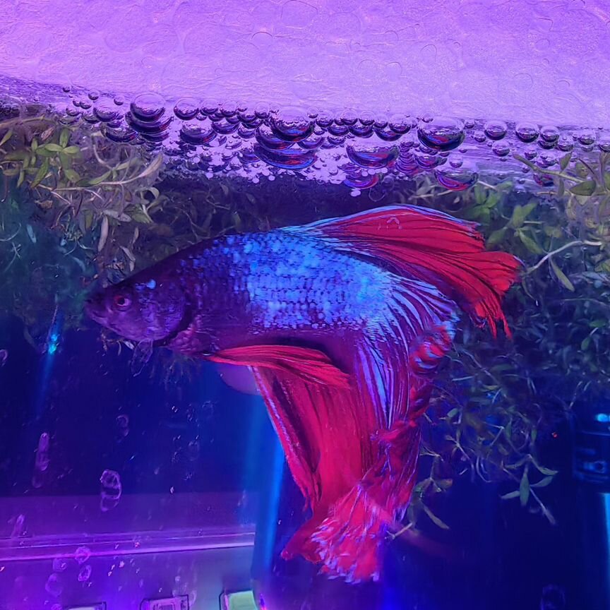 Молодые петушки