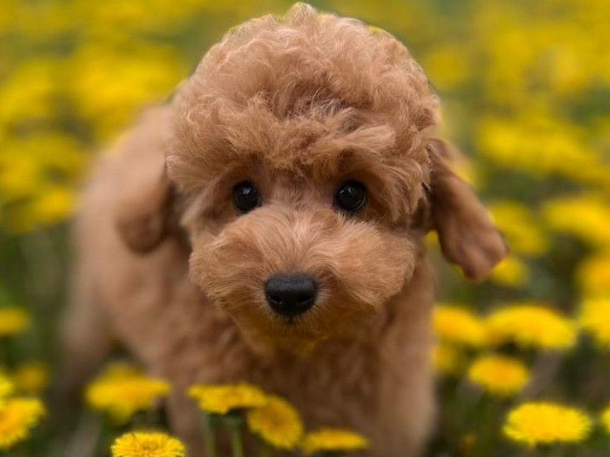 Той-пудель девочка