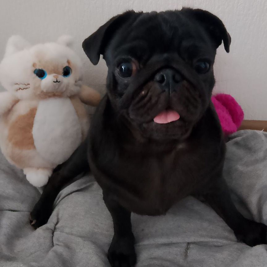 Мопс, щенок