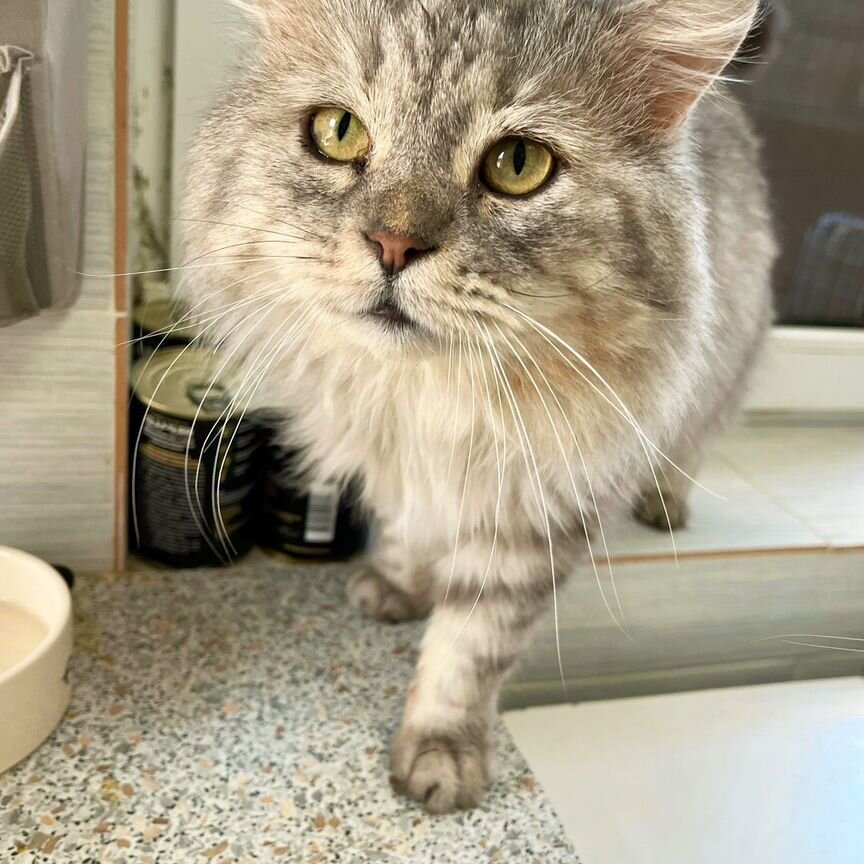 Котик ласковый привитый мурлыкин