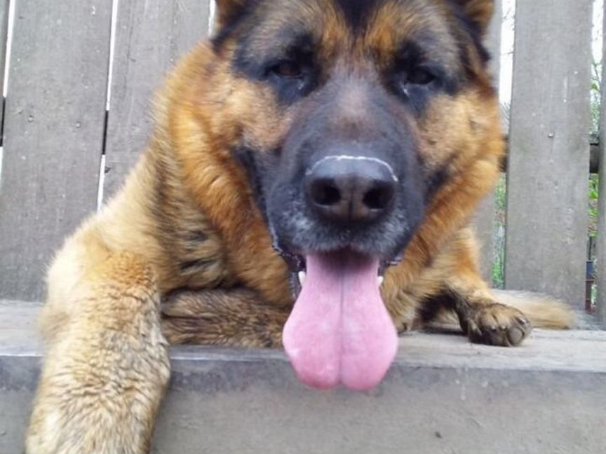 Немецкая овчарка