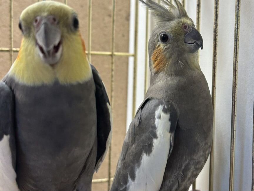 Попугай корелла пара