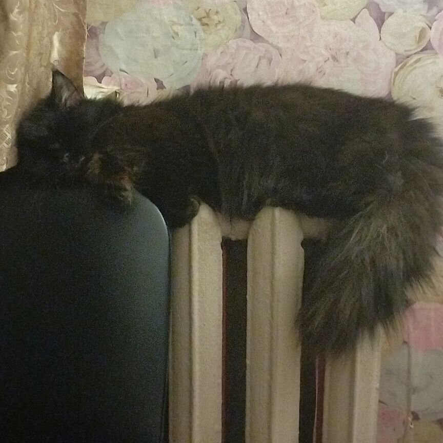 Взрослый кот в добрые руки