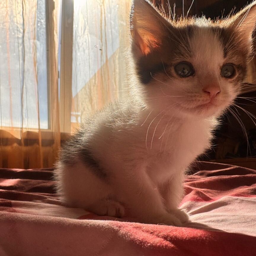 Котёнок в добрые руки