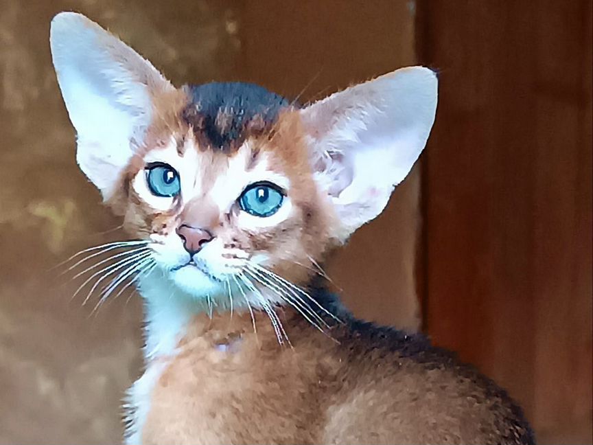 Абиссинские мальчики