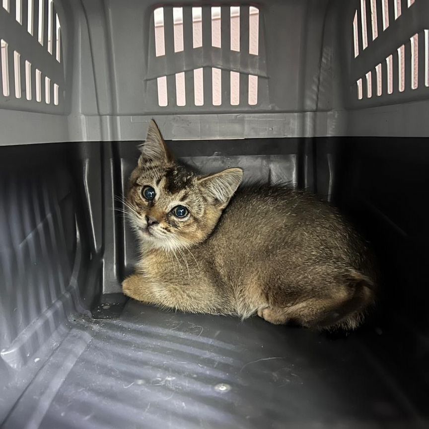 Абиссинский котенок