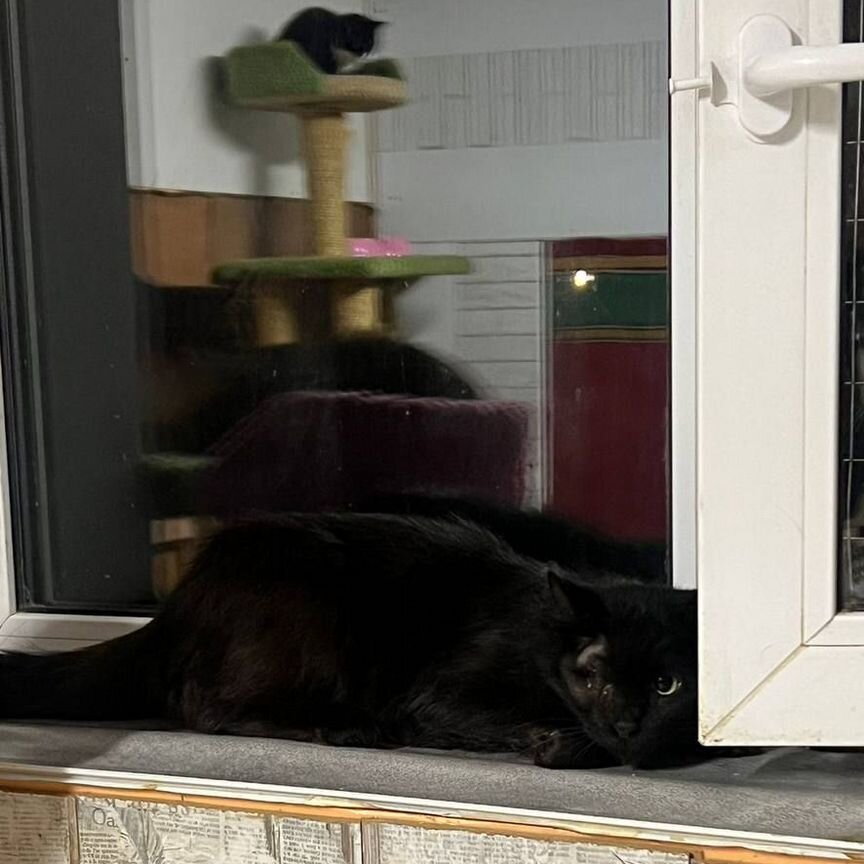 Спасенная кошечка ищет дом