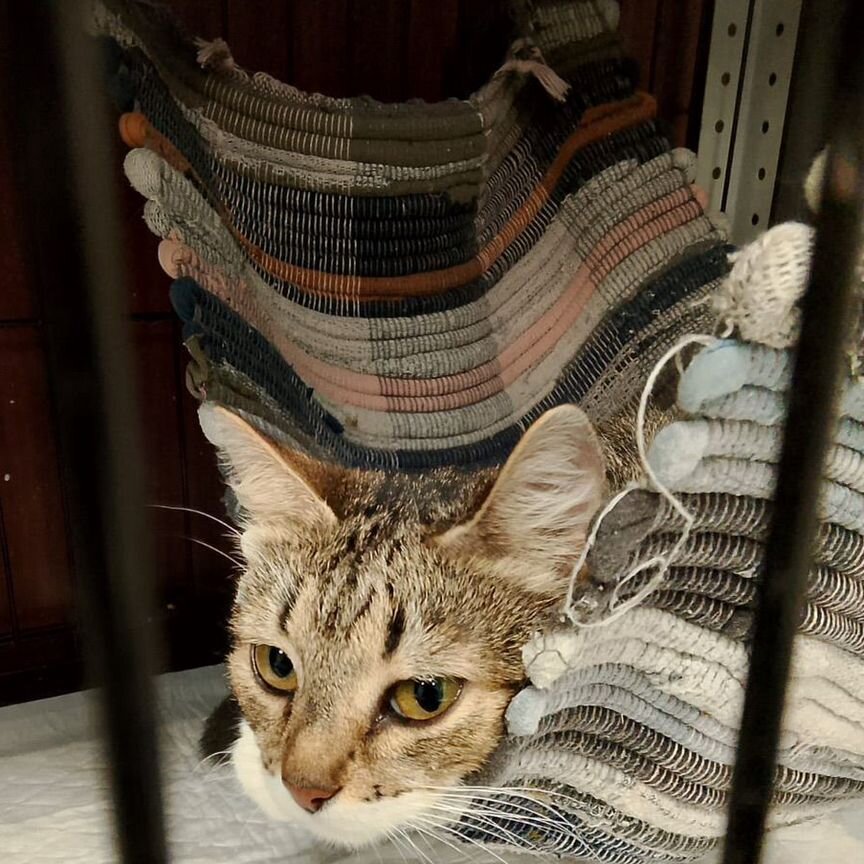 Заберите кошечку домой