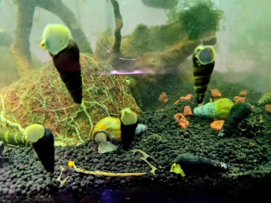 Улитка тиломелания