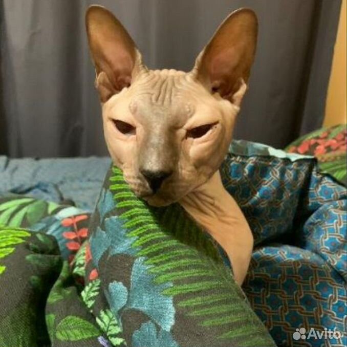 Отдам котика сфинкс