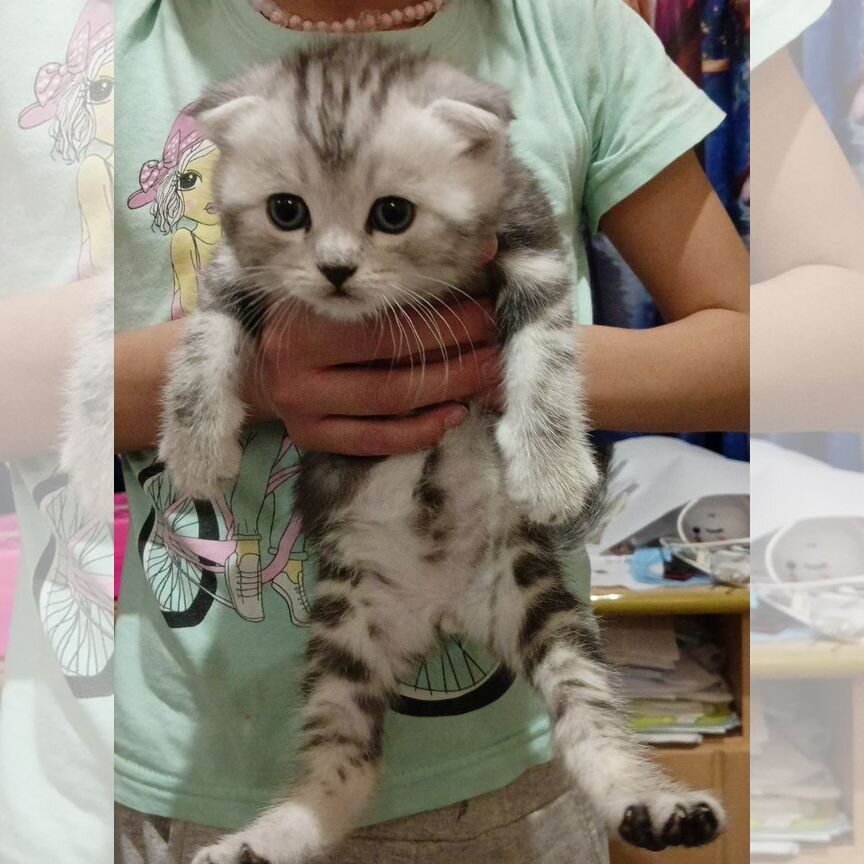 Шотландский вислоухий короткошёрстный котёнок