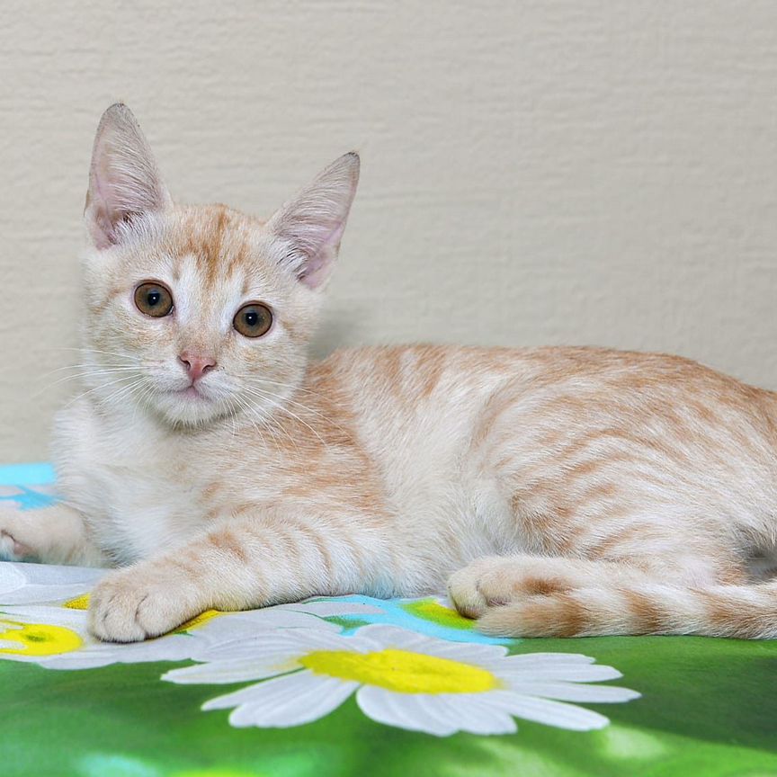 Котёнок Лёвушка