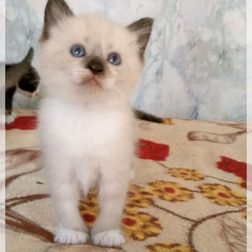Отдам в добрые руки котят