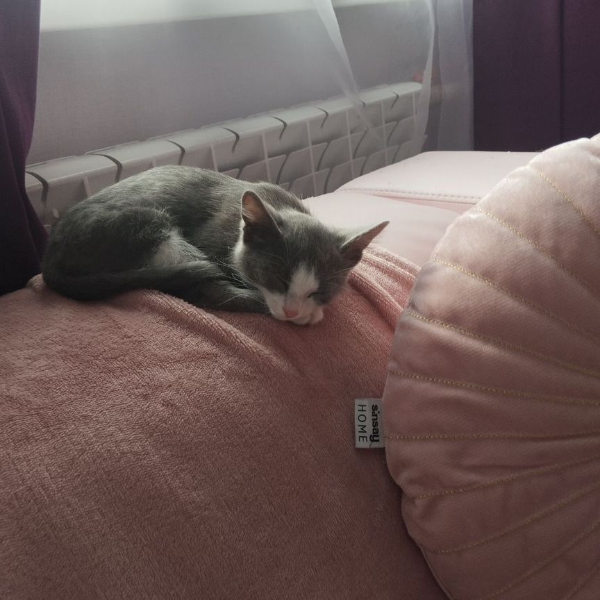 Котёнока в добрые руки, очень нужно