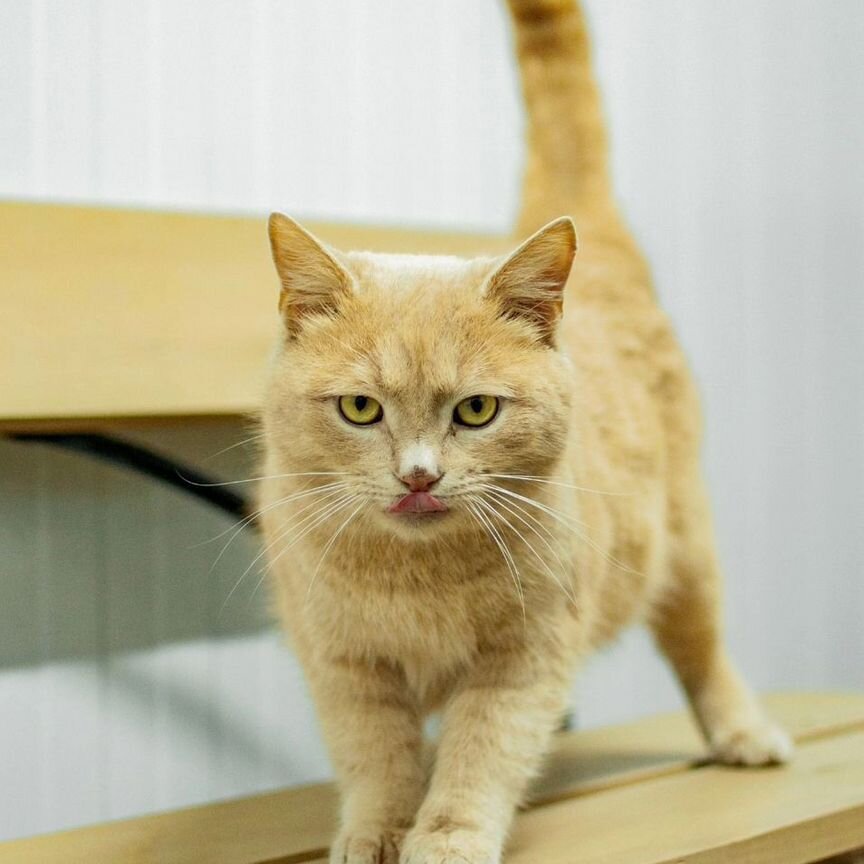 Котик