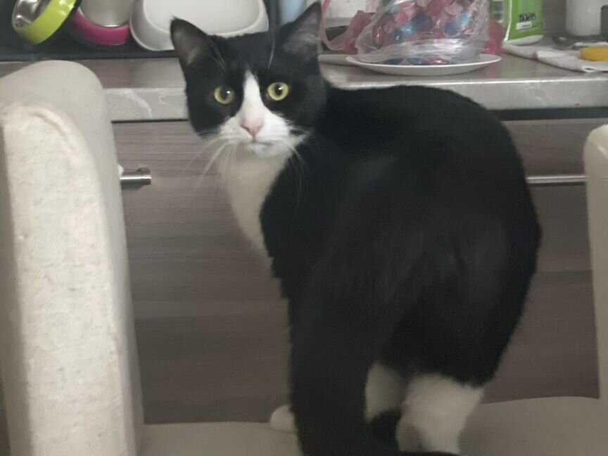 Кошка в дар