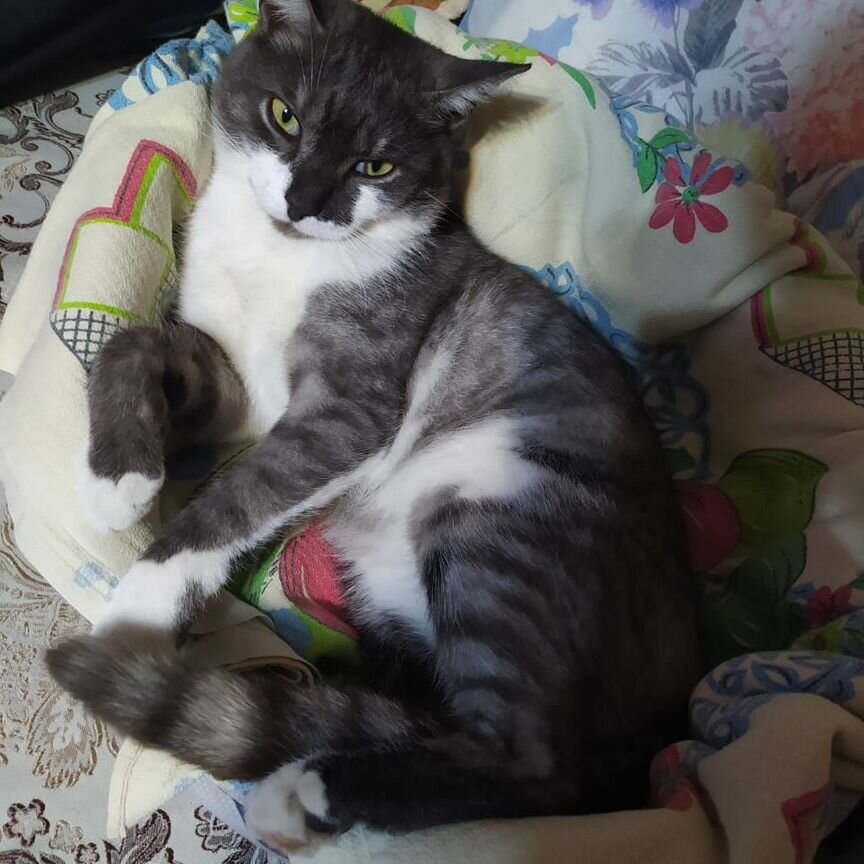 Помогите найти кота