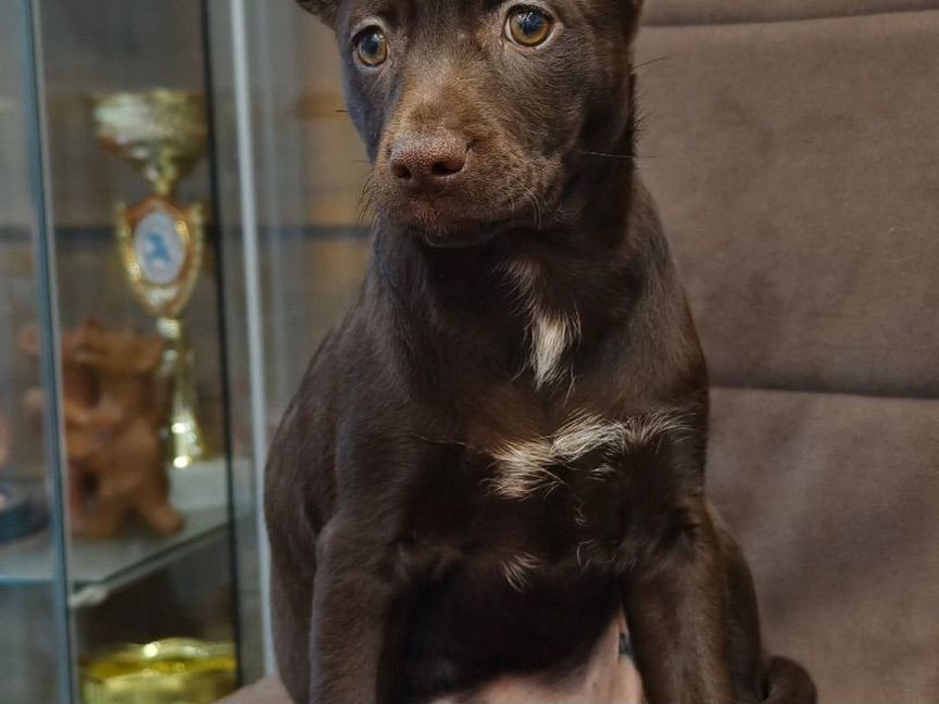 Ксоло в шерсти