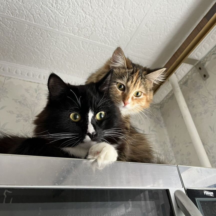 Отдам котиков