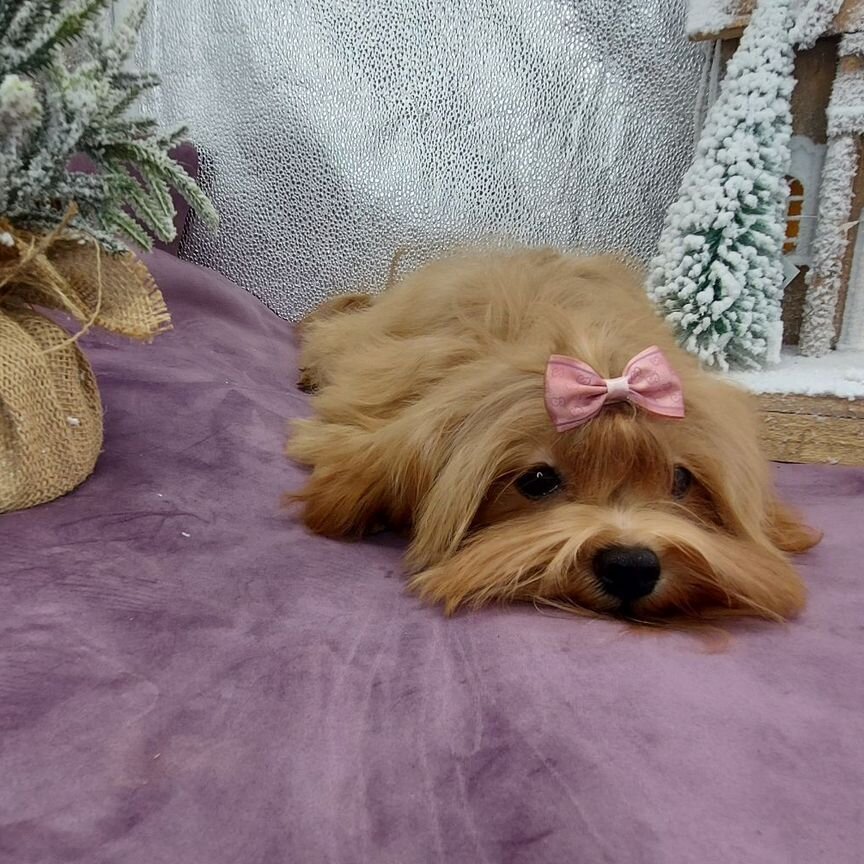 Мальтийская болонка, щенок