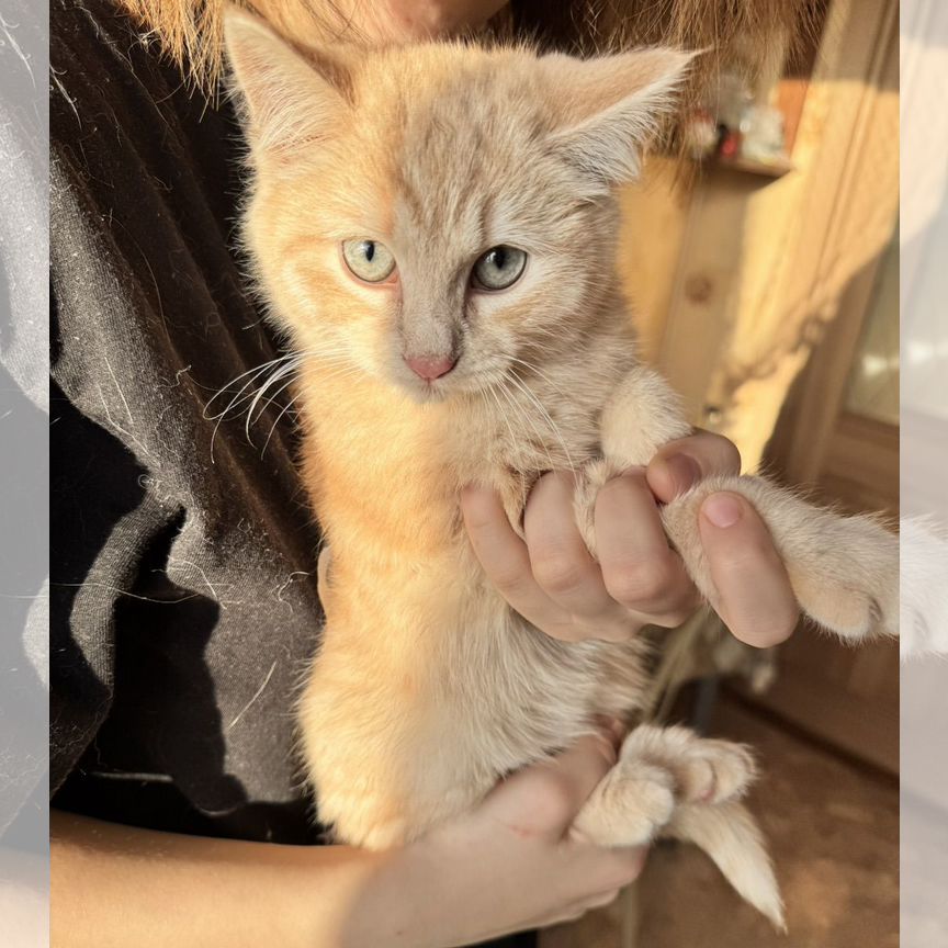 Европейский бурманский котёнок