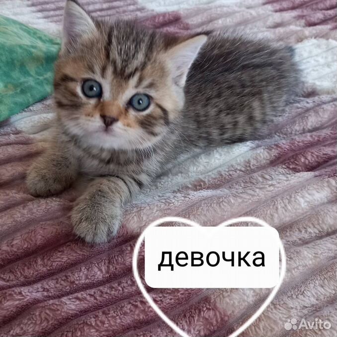Котята сингл пойнт + сибирская