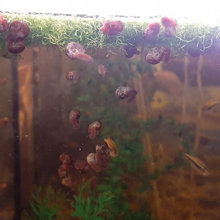 Улитки катушки для аквариума бесплатно