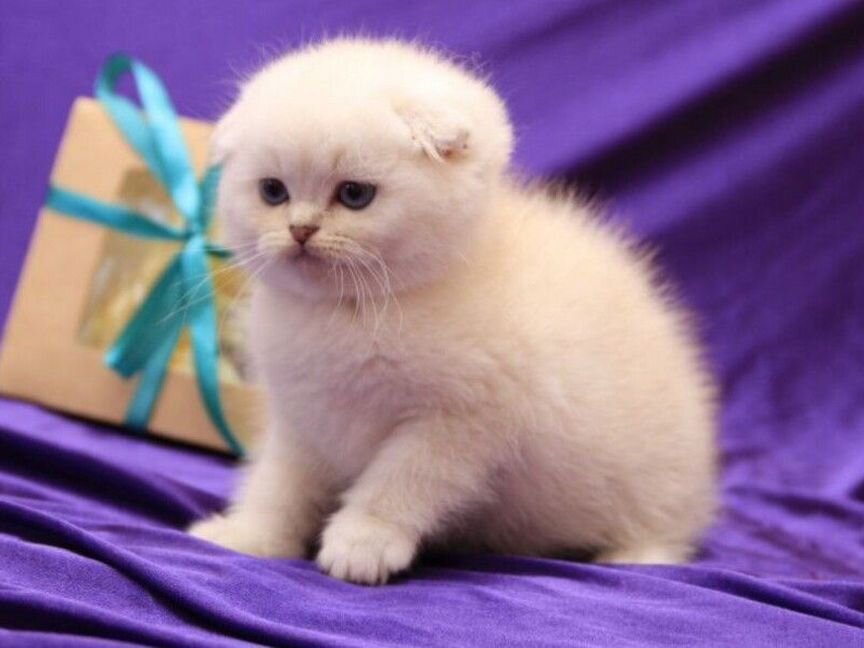 Шикарный клубный вислоухий малыш