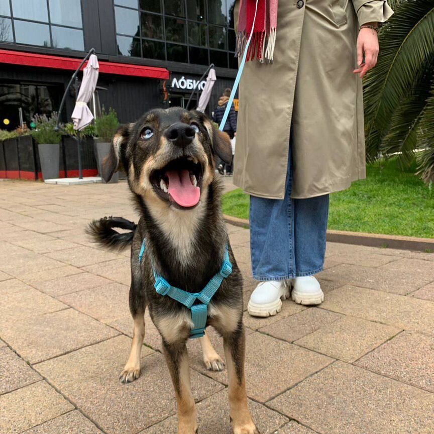 Щенок с космическими глазами в добрые руки