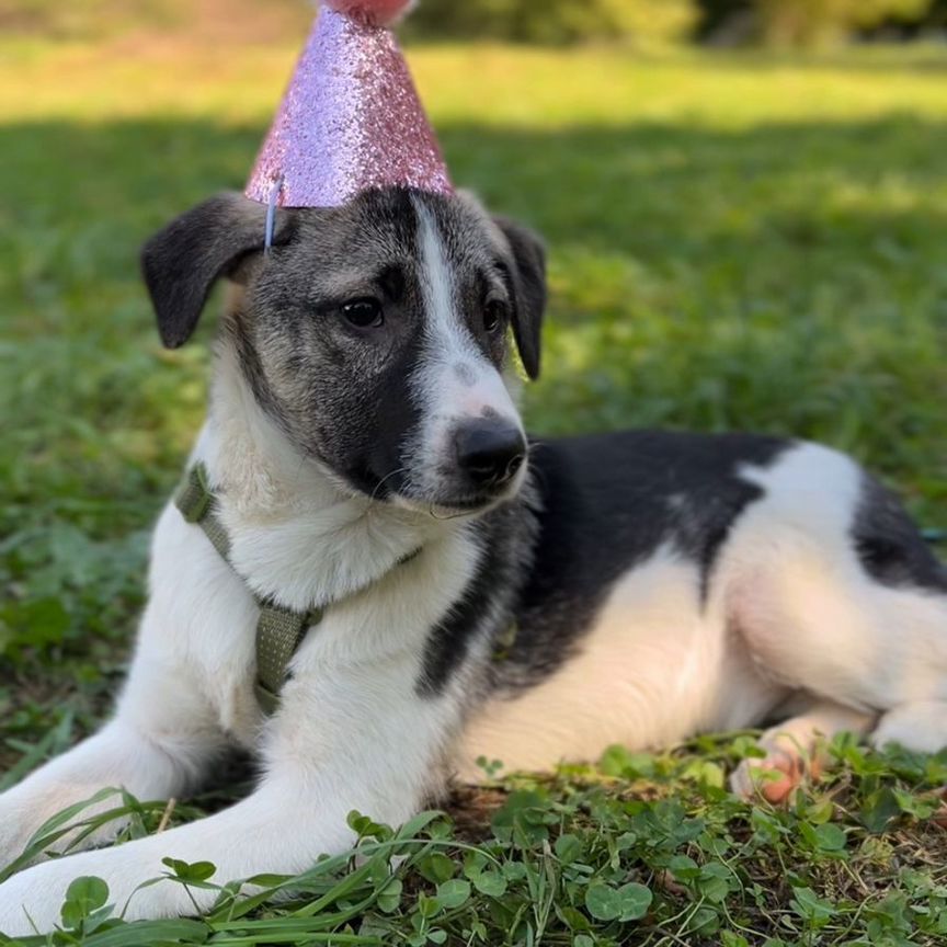 Щенок в добрые руки