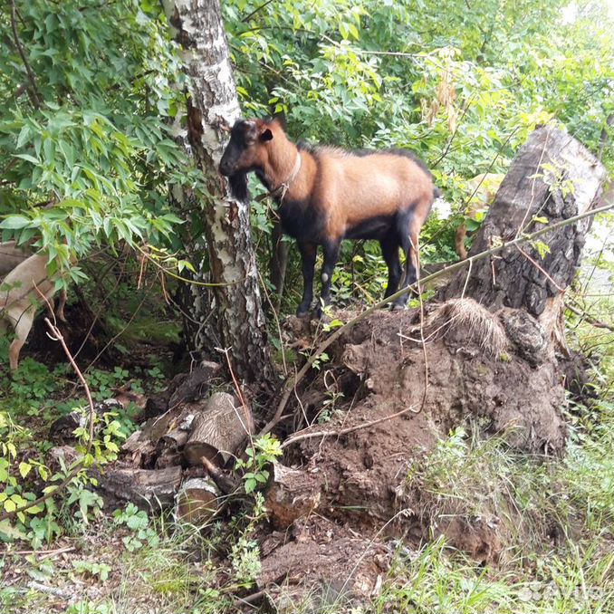 Продам козлика