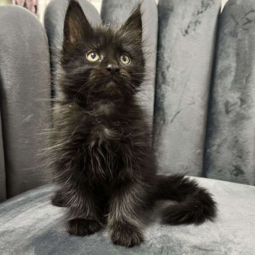 Мейн-кун котёнок