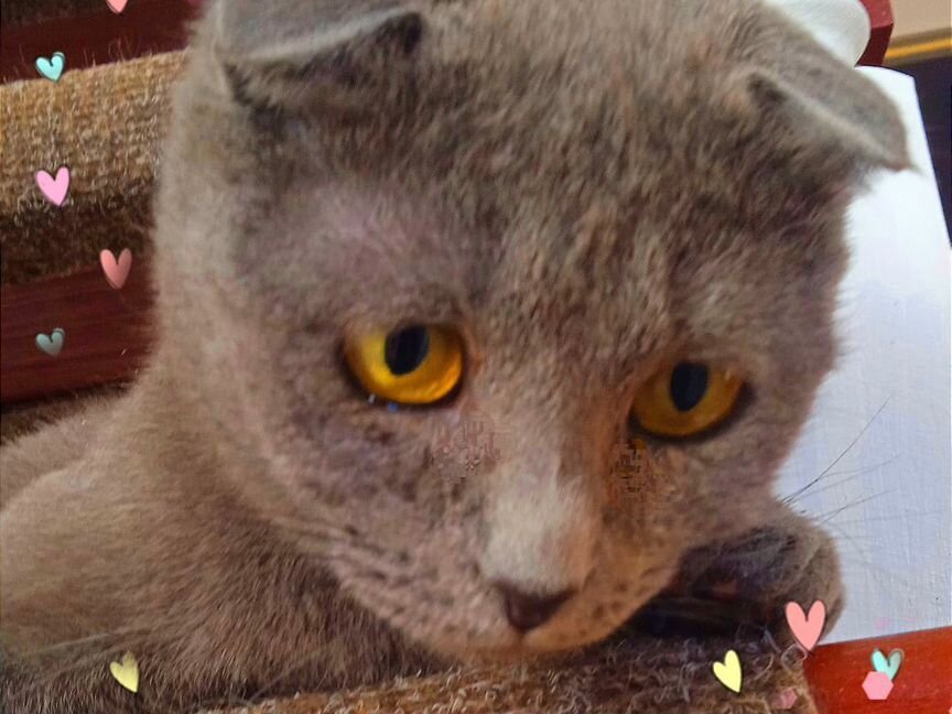 Кошка в дар