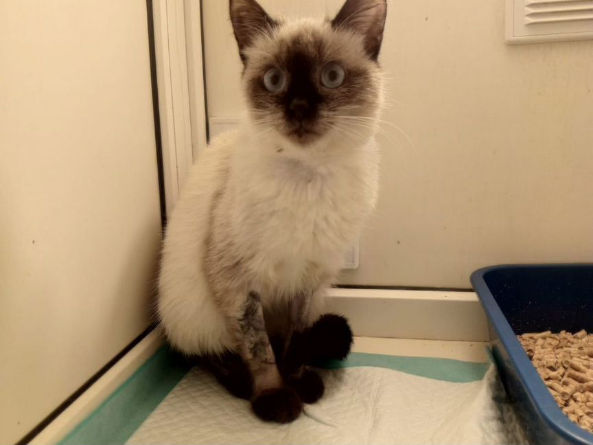 Котенок ищет дом