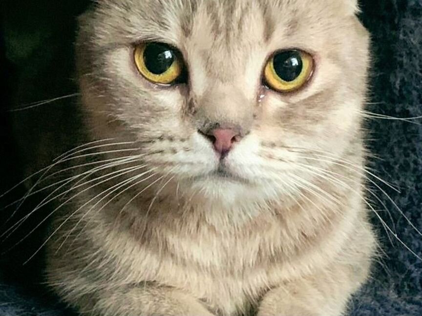 Шотландская вислоухая малышка была в подвале