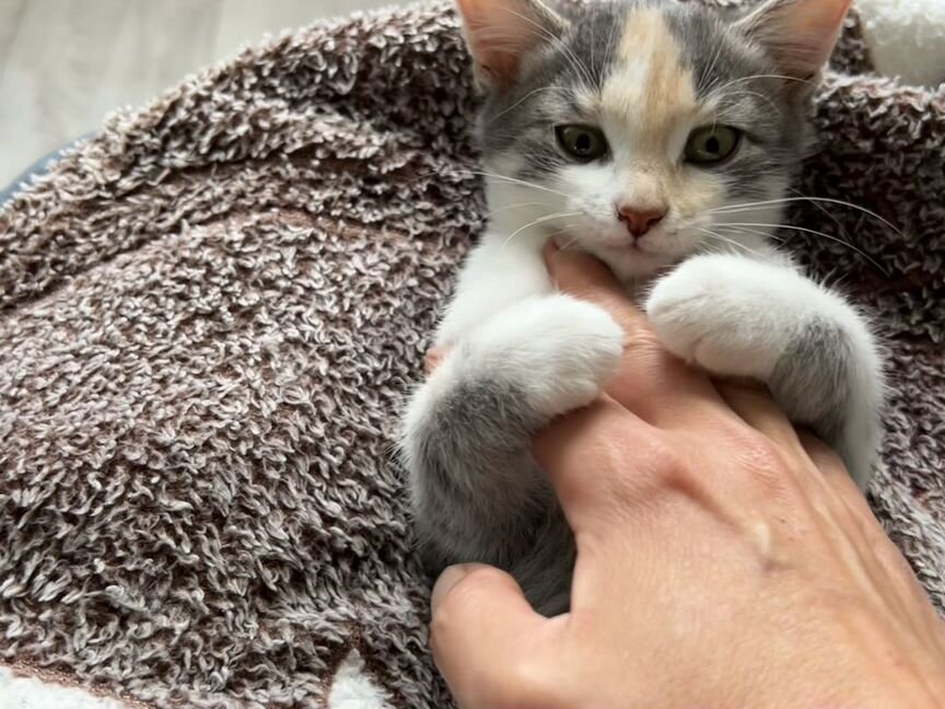 Котёнок в добрые руки