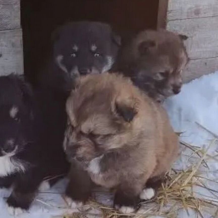 Щенок в добрые руки