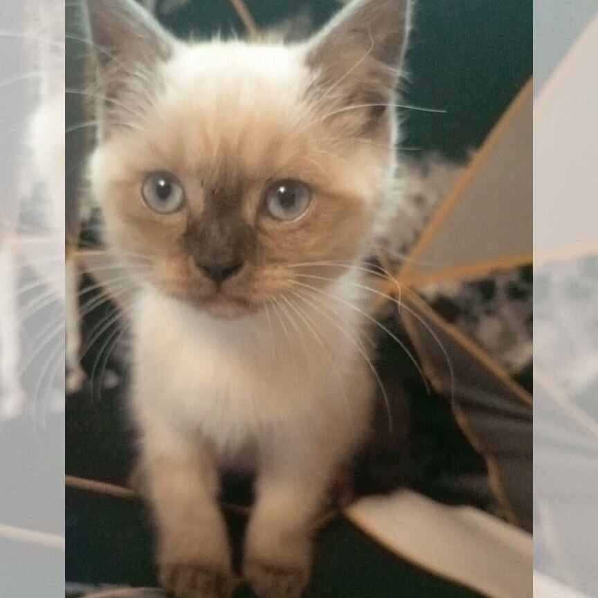Котята в добрые руки бесплатно