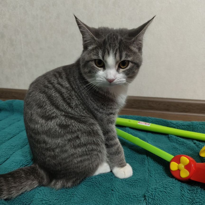 Котенок в добрые руки