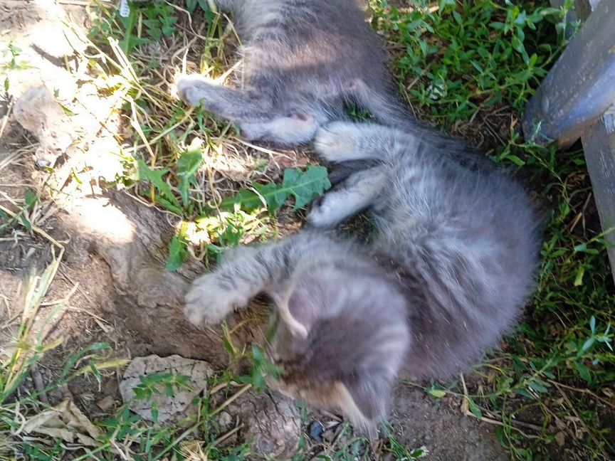 Котята от мамочки крысоловки